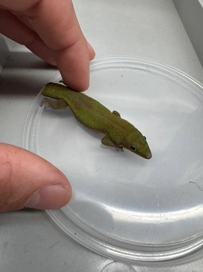 Gold Dust Day Gecko by Southern Bred Exotics