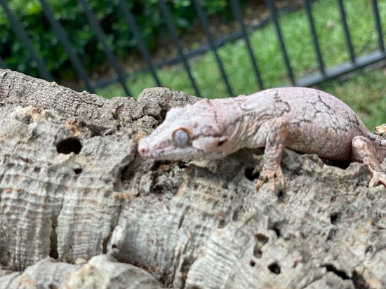 Pink Base Red Base Male Gargoyle Gecko by DDReps98