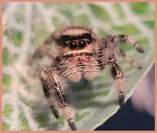Regal Jumping Spider - Phidippus Regius - Tan Morph by Dallas Jumpers