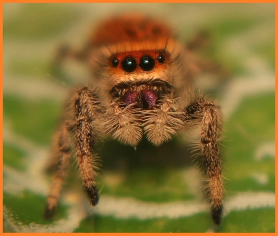 Regal Jumping Spider - Phidippus Regius - Everglades - Orange Morph by ...
