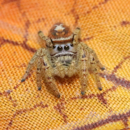 Arizona Jumping Spider - Phidippus Arizonensis by Dallas Jumpers