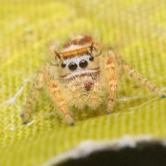 Arizona Jumping Spider - Phidippus Arizonensis by Dallas Jumpers