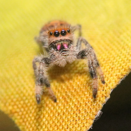 Regal Jumping Spider - Phidippus Regius - Dragons Breath - Female by ...