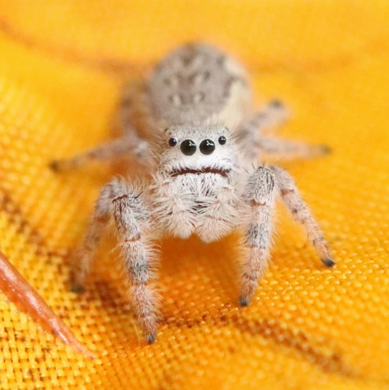 Paraphidippus Fartilis - Multiple Subadults Jumping Spider by Dallas ...