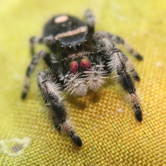 Regal Jumping Spider Starter Kit - Phidippus Regius - Dark Phase ...