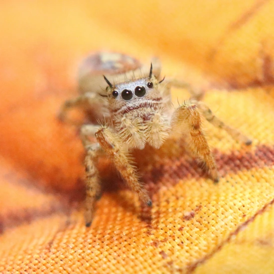 Arizona Jumping Spider Starter Kit - Phidippus Arizonensis by Dallas ...
