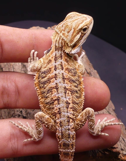 Red/orange Tiger Central Bearded Dragon by Creekside exotics