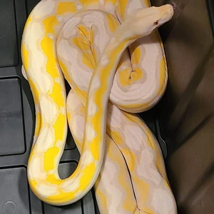 Scarberry Exotics - MorphMarket