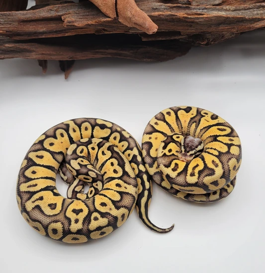 **LOW RESERVE** 1.1 Pair Of CLEAN Super Pastel Yellowbellys Ball Python ...