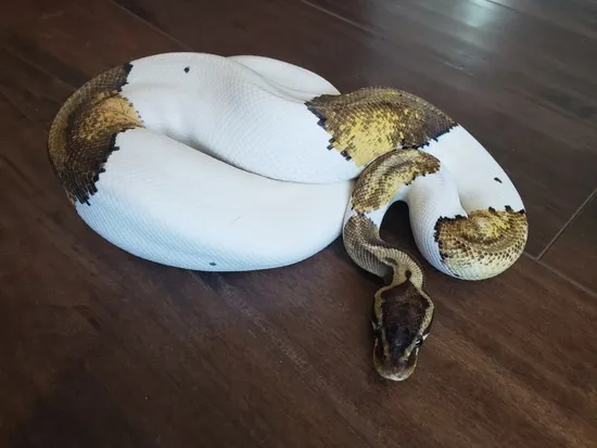Killer Pied Ball Python by 760 Reptiles