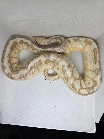 Queen Bee Fire Ball Python by Ouroboros morphs