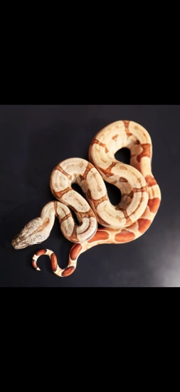 Raptor 50% Triple Het VPI, Anery T1, Kahl Boa Constrictor by Sfla reptiles
