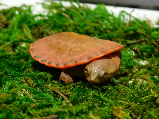 Peach Phrynops Geoffroanus Side-Necked Turtle by Dark Hammock Turtles