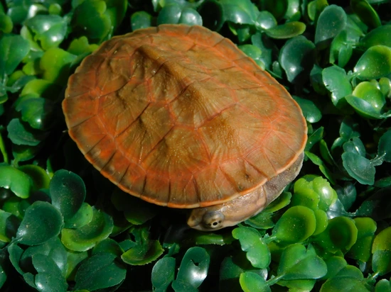Peach Geoffrey's Sideneck (Phrynops Geoffroanus) Side-Necked Turtle by ...