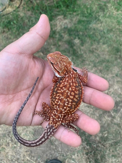 Red Dunner Leatherback Central Bearded Dragon by Spikes and Scales
