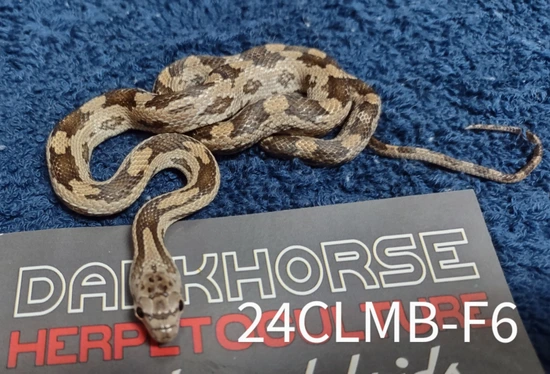 Columbia Co FL Grey Gray Rat Snake by Darkhorse Herpetoculture