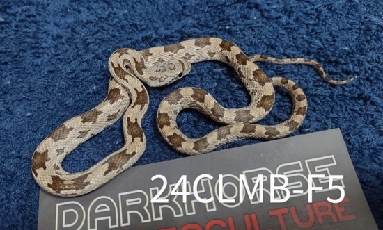 Columbia Co FL Grey Gray Rat Snake by Darkhorse Herpetoculture