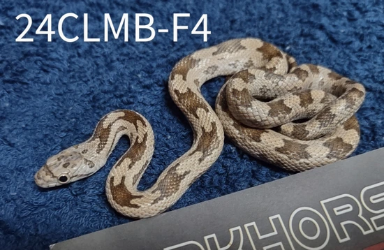 Columbia Co FL Grey Gray Rat Snake by Darkhorse Herpetoculture