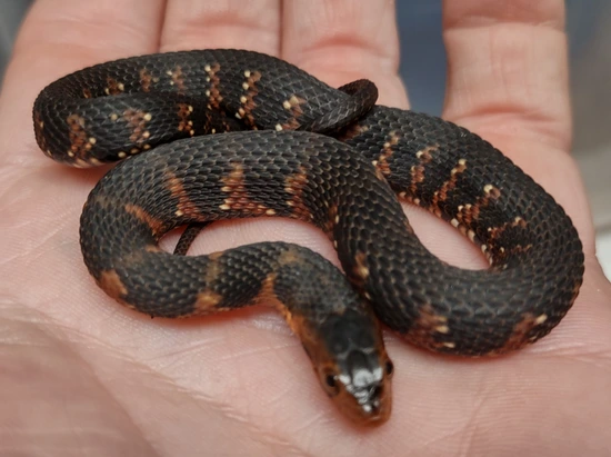 Dade Co Mangrove Saltmarshes Water Snake by Darkhorse Herpetoculture