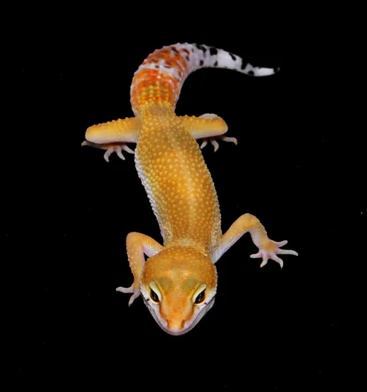 SHTCTB Pos Giant Possible Het Tremper, Eclipse Leopard Gecko by Medusa ...