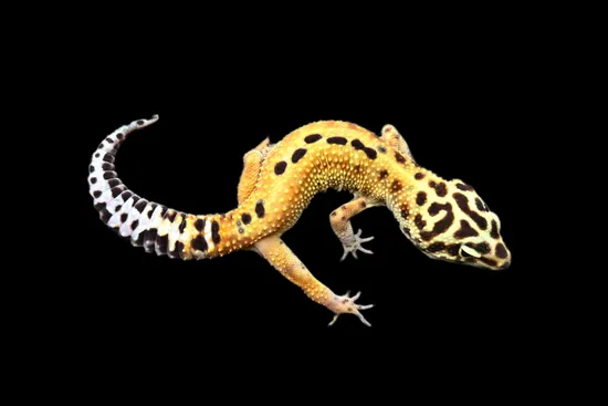 Fancy (Pet Only) Leopard Gecko by Medusa's Cradle