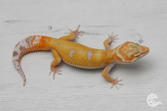 Blood Tremper X Wy Fire Tremper Poss 50% Het Eclipse Leopard Gecko by ...
