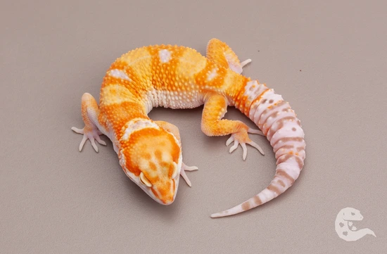 White&yellow Fire Tremper Ph Eclipse Leopard Gecko by DARTGECKOS
