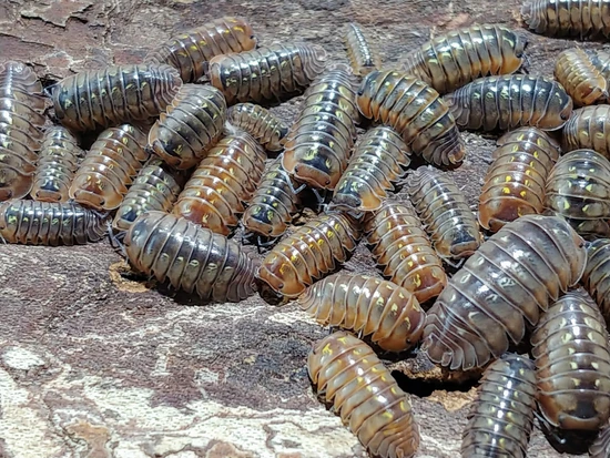 Dryadillo Sp. 'dream' 10ct Isopod by Magpie's Menagerie