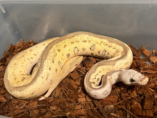 Super Pastel Batman Ball Python by Apex Arboreals