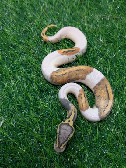 Pastel Hypo Pied Ball Python by Arrowhead Family Morphs