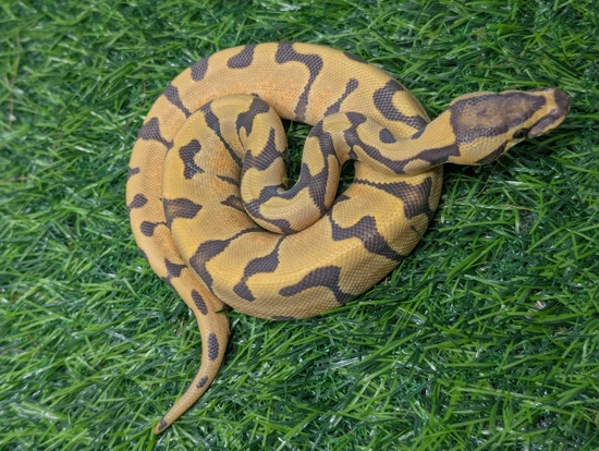 Super Enchi Hypo Ball Python by Arrowhead Family Morphs