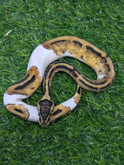 Pastel Pied Het Hypo Ball Python by Arrowhead Family Morphs