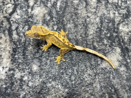 Yellow Harlequin NPV Crested Gecko by DB Reptiles