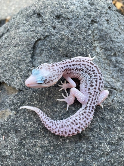 Super Snow Eclipse Leopard Gecko by DB Reptiles