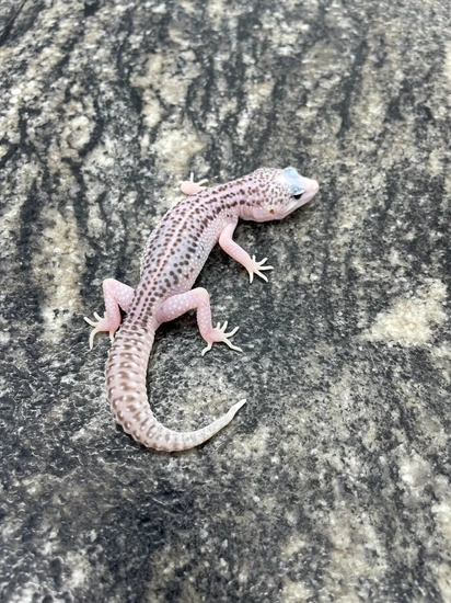 Super Snow Eclipse Leopard Gecko by DB Reptiles