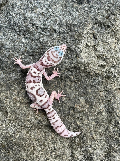 Gem Snow Leopard Gecko by DB Reptiles