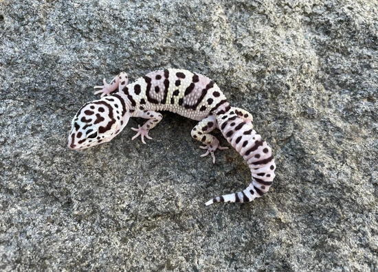 Gem Snow Leopard Gecko by DB Reptiles
