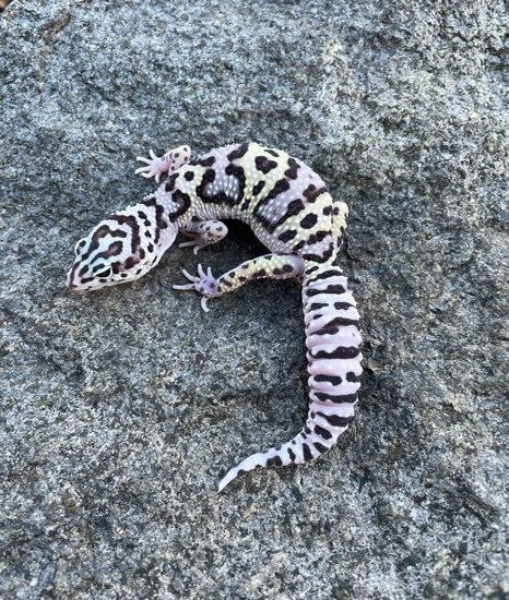 Gem Snow Leopard Gecko by DB Reptiles