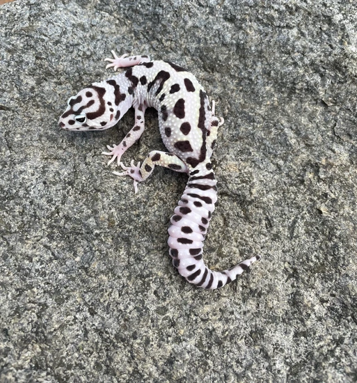 Gem Snow Leopard Gecko by DB Reptiles