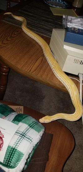 Pearl Labrynth Burmese Python by Dave's Burms