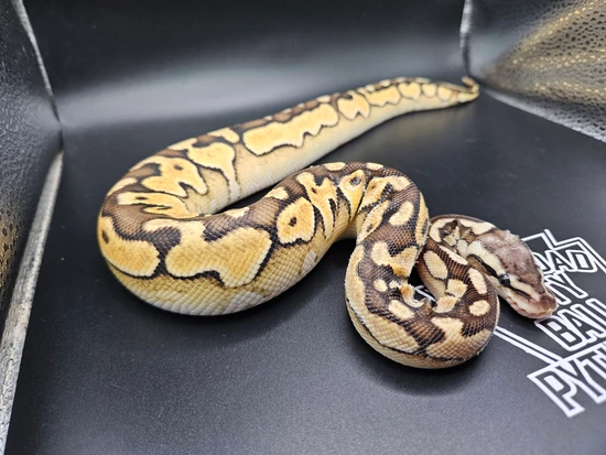 Black Pewter Enchi Het Clown Ball Python by Railroad City Ball Pythons