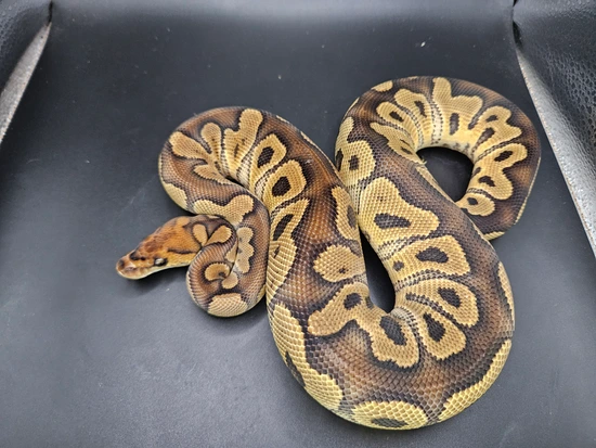 Clown Ball Python by Railroad City Ball Pythons