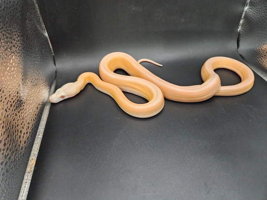 Motley Sunfire Super Tiger White Phase Albino Reticulated Python by ...