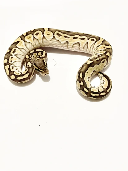 Pastel Lesser Ball Python by Kryptics