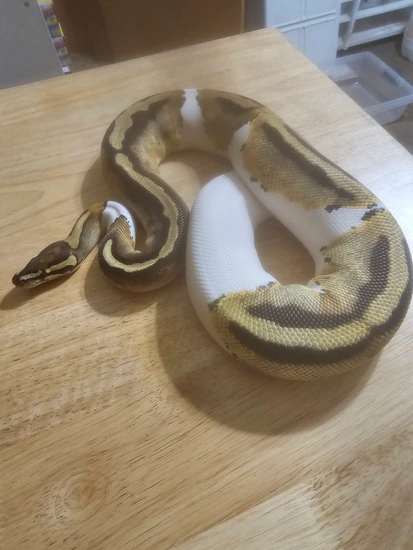 Pied Ball Python by D&A Royal Pythons