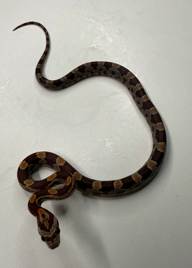 Classic DH Stripe Diffused PH Caramel Sun-kissed Amel Corn Snake by ...
