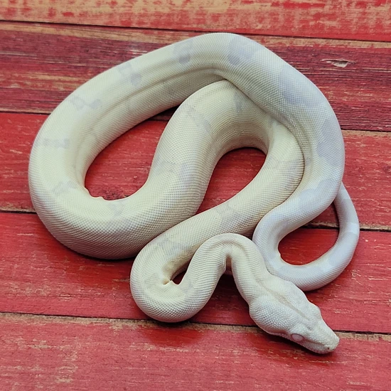 Moonglow Pos IMG Boa Constrictor by Resurrection Reptiles
