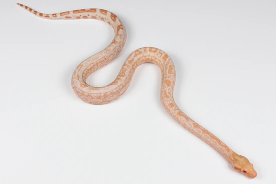 Sharp Albino Leopard (Purple Line) Boa Constrictor by Apex Constrictors