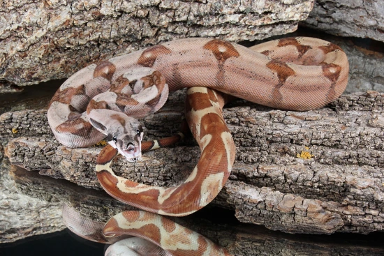 Hypo Purple Pastel Het Sharp Albino 50% Het Leopard Boa Constrictor by ...