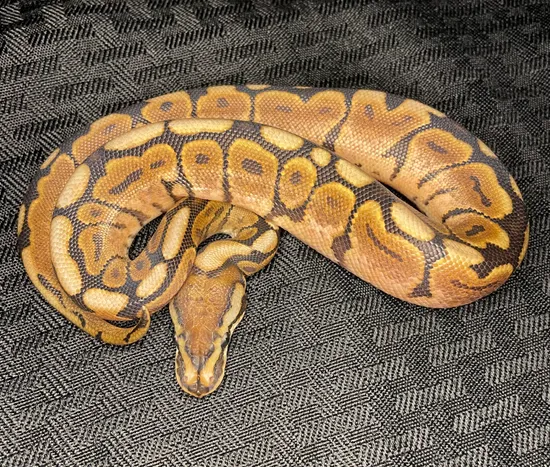 Black Pastel Spider Ball Python by Insane Reptiles